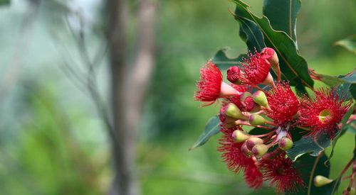 The Best Native Plants To Grow In Melbourne | Native Plant Nursery